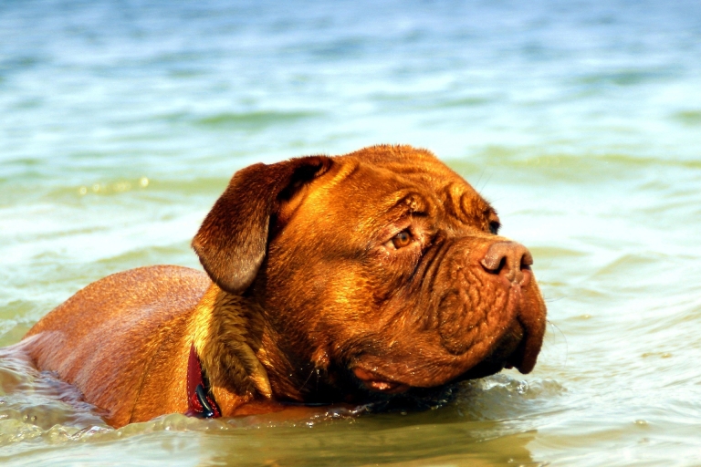 Zwemmen met je hond zonder blauwalg (Persbericht) - De Dommel